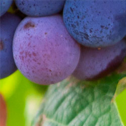 Maximizing The Customer Experience Through Taking Ownership and Follow ...